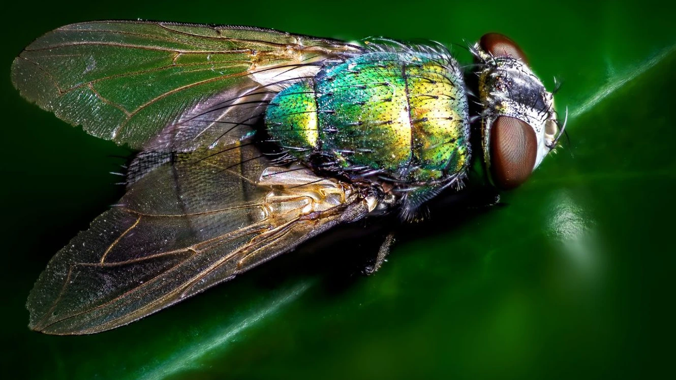 Trump admin warned of flesh-eating flies nearing US border