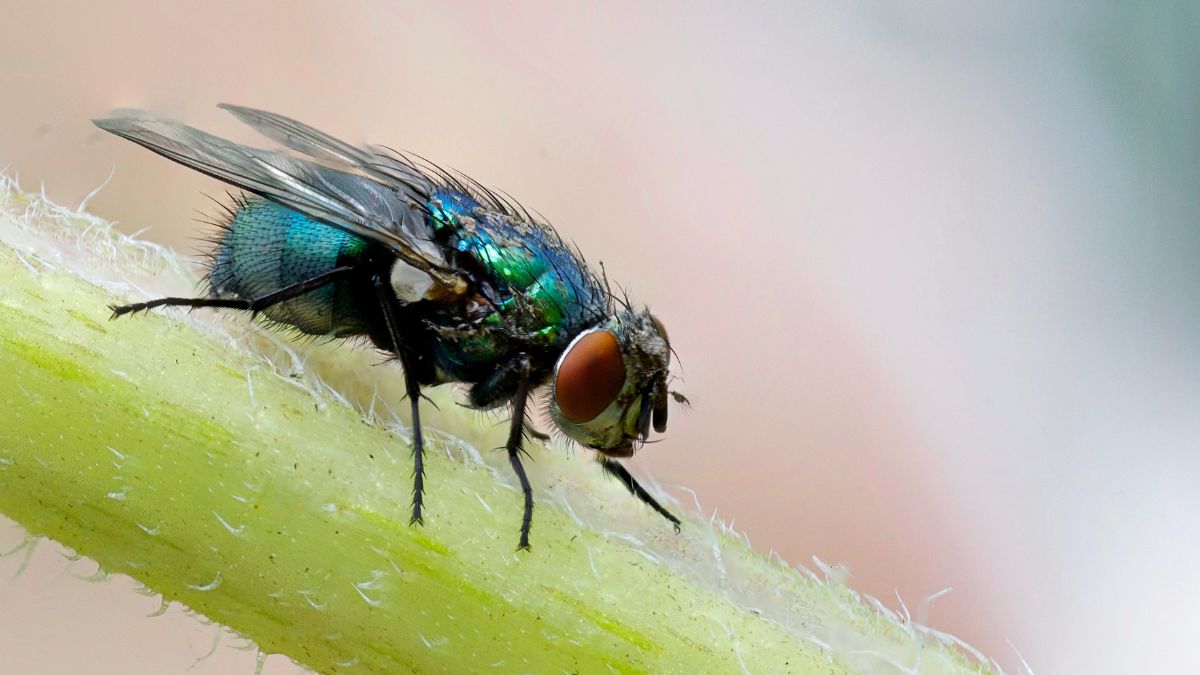 Trump admin warned of flesh-eating flies nearing US border